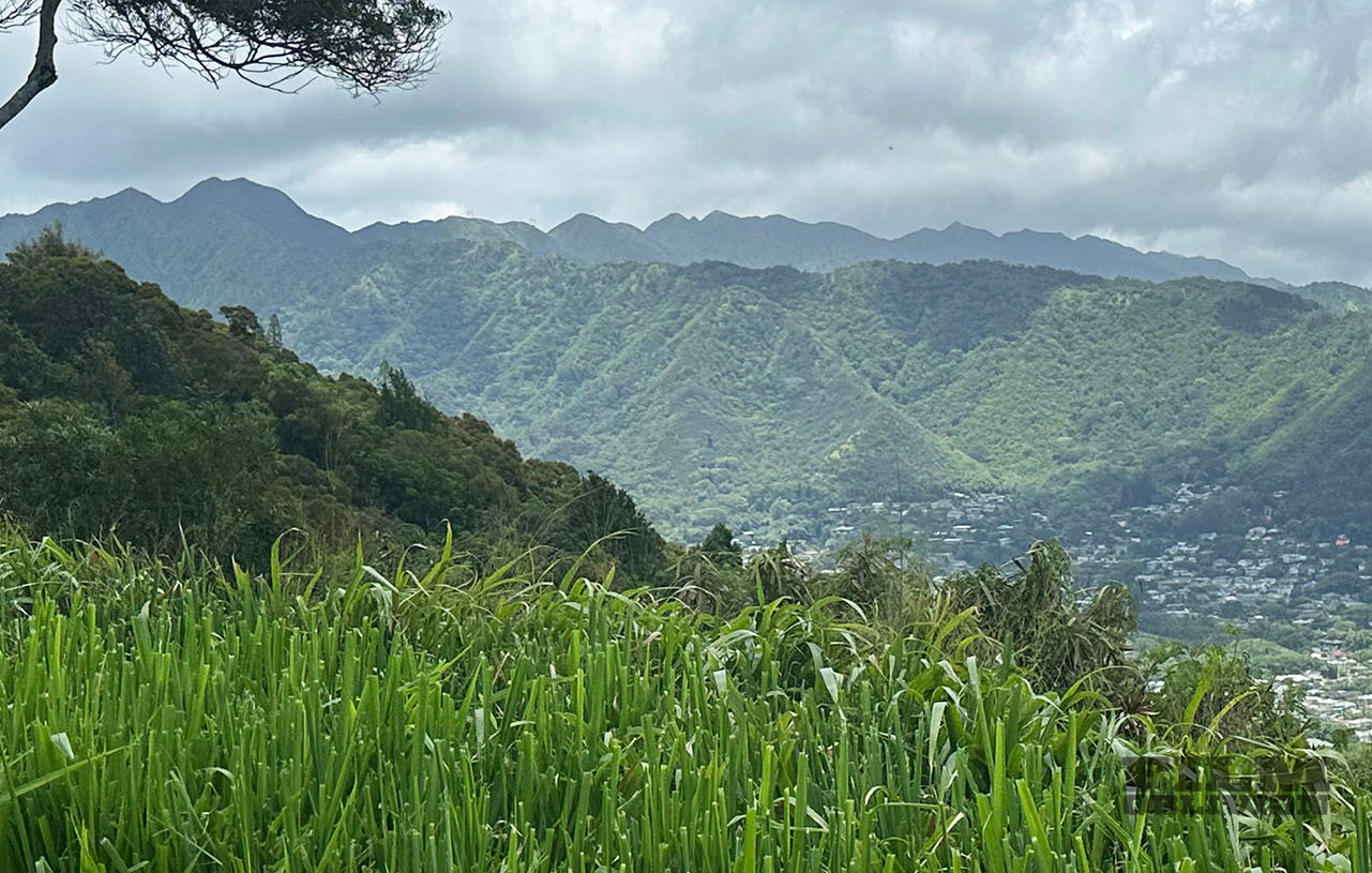 Blue Hawaii (1961) | Film Oblivion